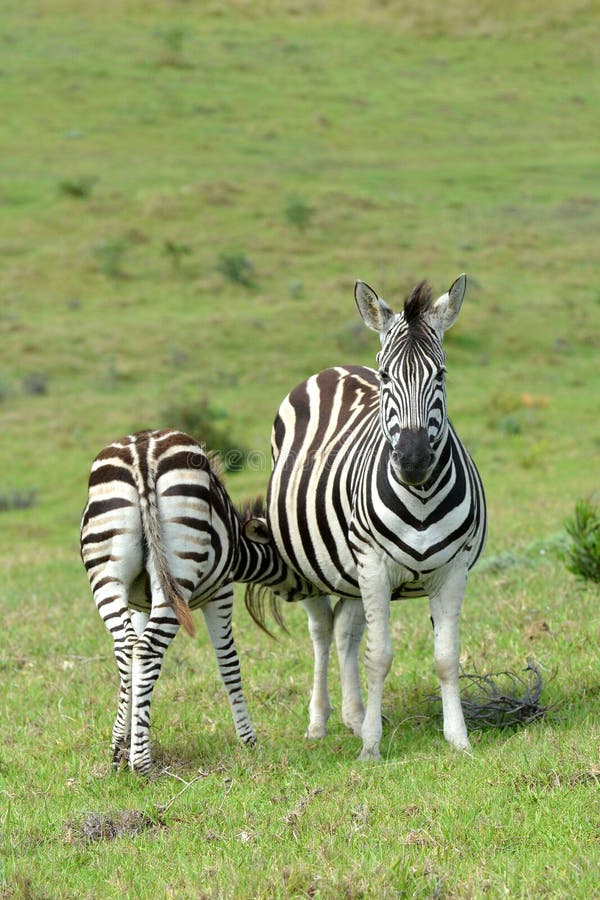 Potro Da Zebra Que Alimenta No Selvagem Foto de Stock - Imagem de cara ...