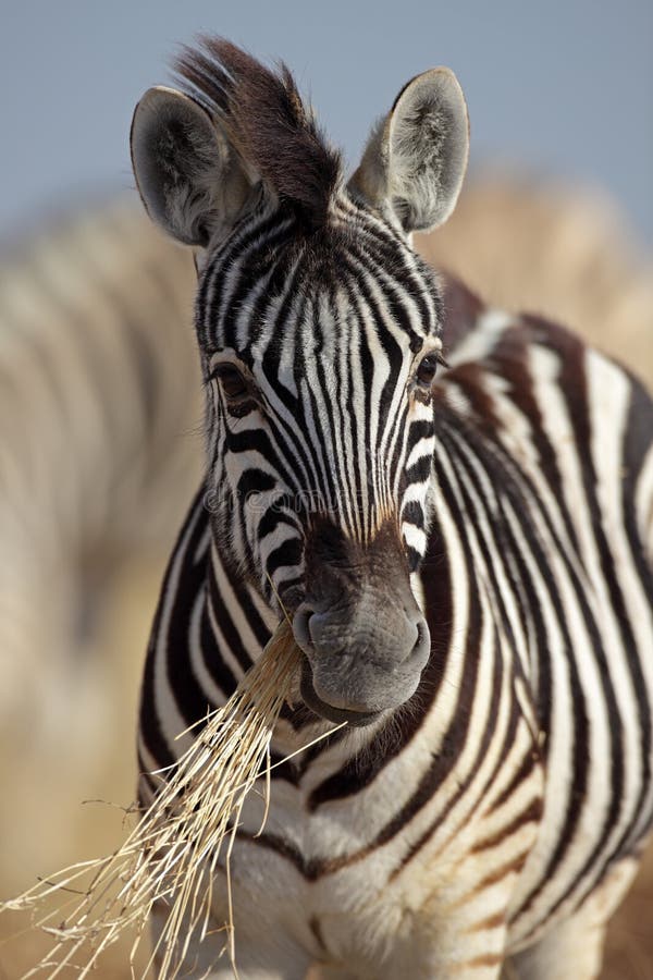 Potro Da Zebra Que Come a Grama Imagem de Stock - Imagem de animais ...