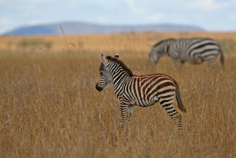 Potro de la cebra imagen de archivo. Imagen de serengeti - 1962963
