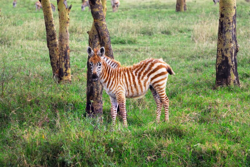 Cebra en el bosque foto de archivo. Imagen de safari - 16930646