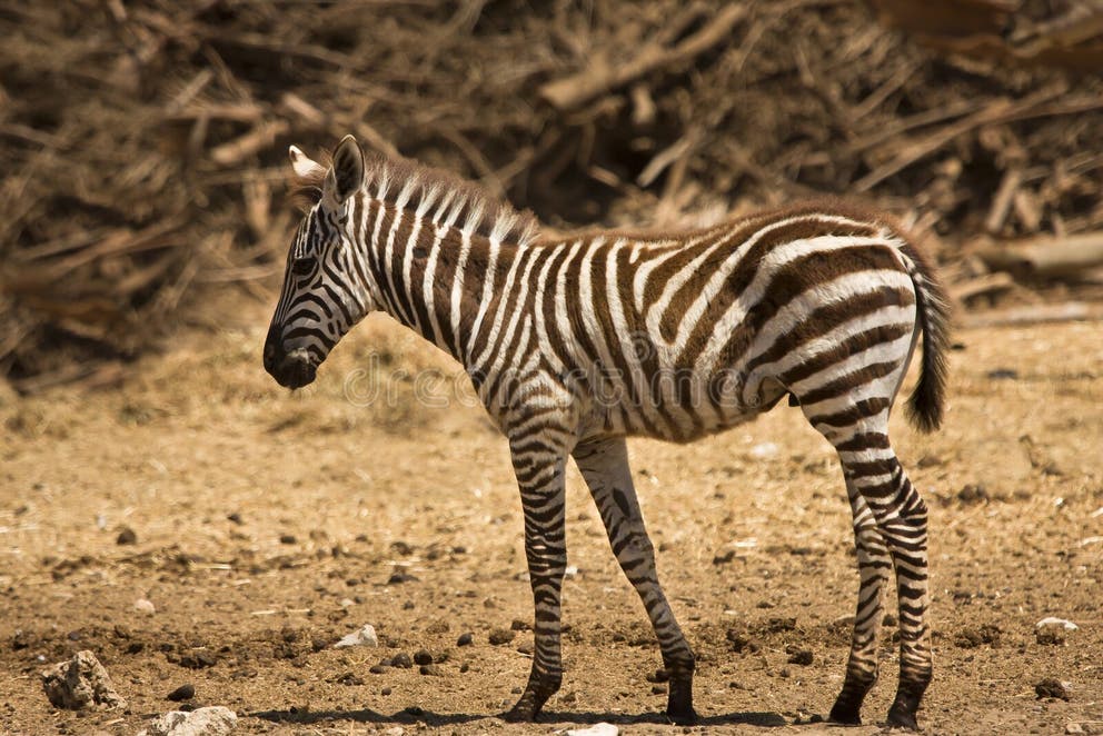 Potro de la cebra de Grant imagen de archivo. Imagen de yegua - 10370629