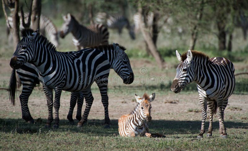 Zebras Que Andam E Que Comem No Prado Verde Em Jardins De Busch ...