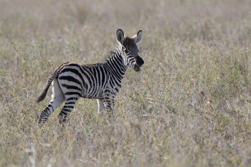 Potro De Uma Zebra Das Planícies Que Esteja No Savana E Chame Foto de ...