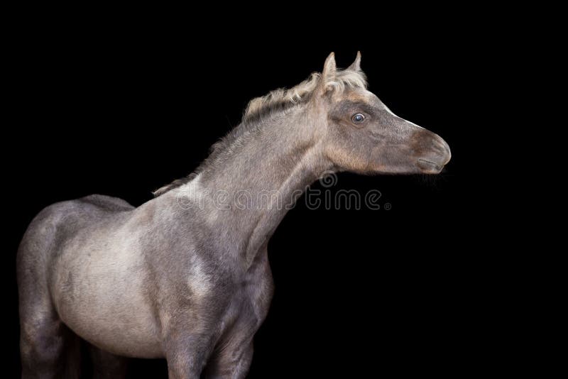 Potro De Un Potro En Fondo Negro Foto de archivo - Imagen de poste ...