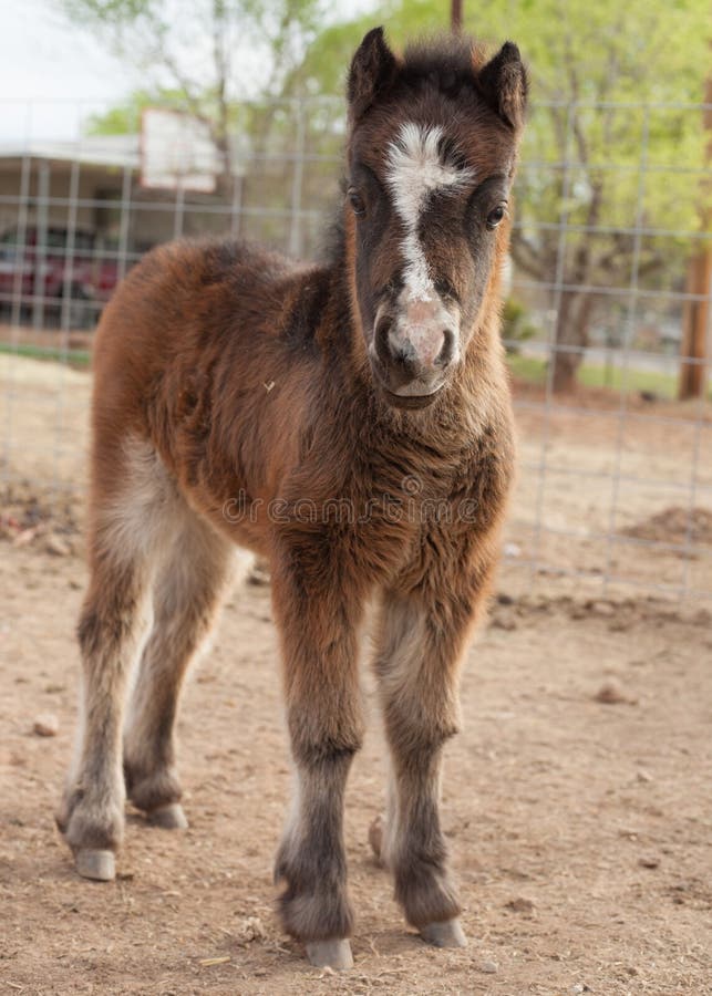 Potro del bebé imagen de archivo. Imagen de granja, paja - 75271817