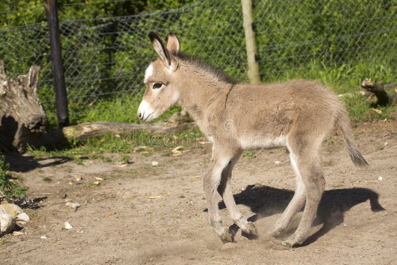 Cría del burro del bebé foto de archivo. Imagen de aislado - 24294738