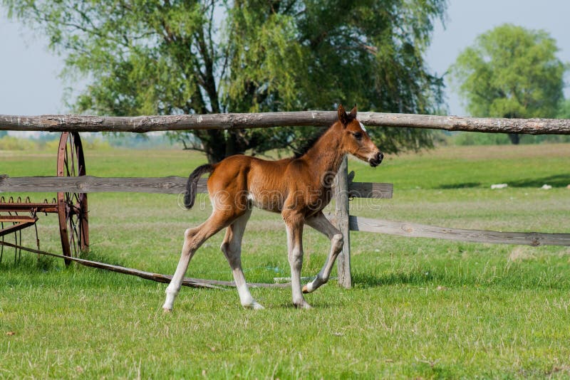 Potro Del Caballo Que Camina En Un Prado Imagen de archivo - Imagen de ...