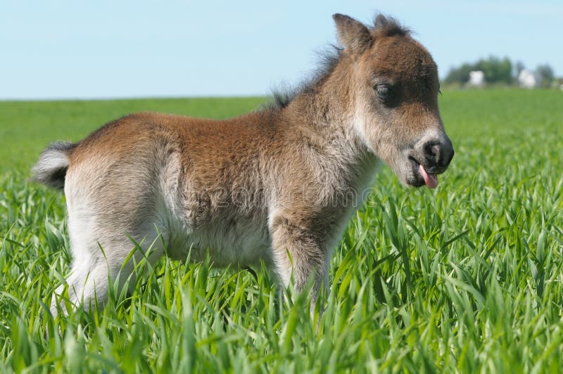 Potro del potro imagen de archivo. Imagen de exterior - 6289881