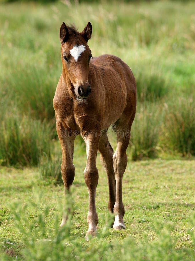 Potro derecho imagen de archivo. Imagen de potra, lindo - 28782975
