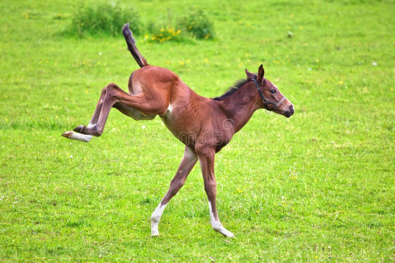 Potros lindos imagen de archivo. Imagen de caballo, potros - 31254141