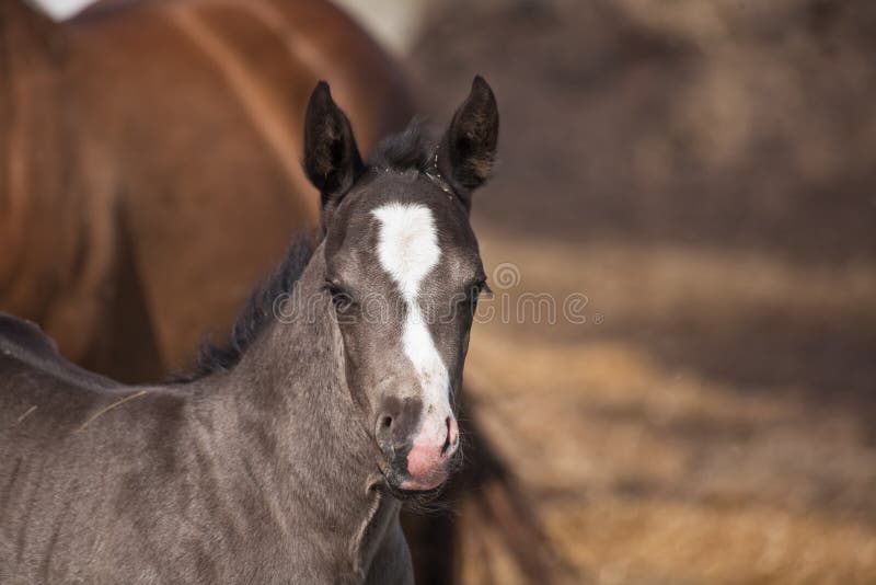 Potro Do Cavalo De Um Quarto Imagem de Stock - Imagem de cavalo, jovem ...