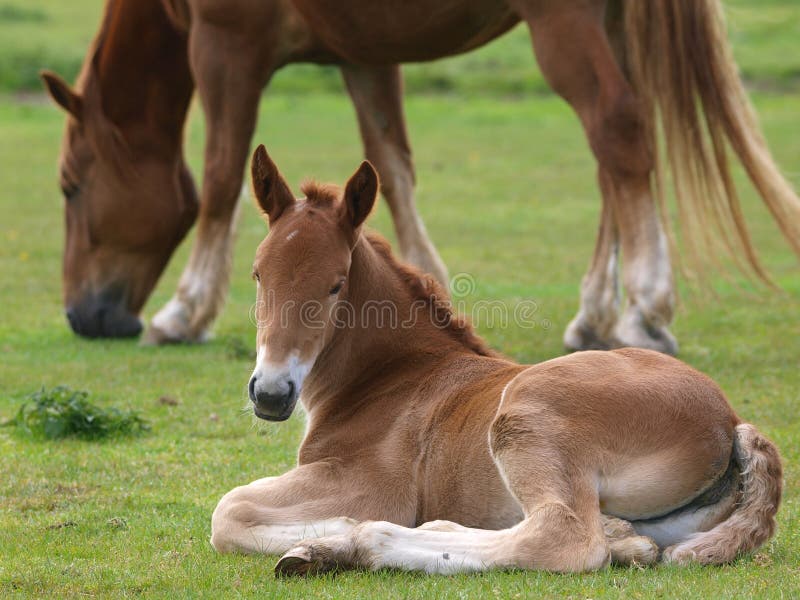 Potro do cavalo do Suffolk imagem de stock. Imagem de pastar - 25015775