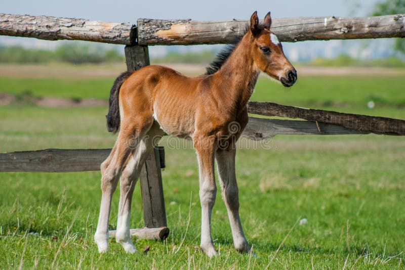 Potro Do Cavalo Que Anda Em Um Prado Foto de Stock - Imagem de perno ...