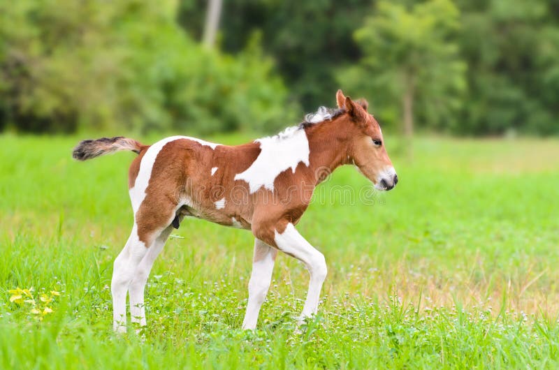 Potro Do Cavalo Que Anda Na Grama Verde Foto de Stock - Imagem de ...