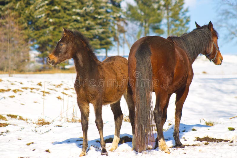 Potro e matriz foto de stock. Imagem de cavalos, potro - 29506872