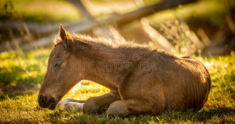 El Bebé-caballo Recién Nacido Intenta Colocarse En Sus Pies Imagen de ...