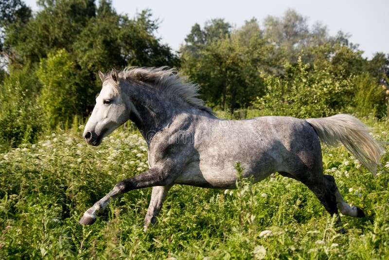 Caballo Gris Hermoso Que Arquea Abajo En Verano Foto de archivo ...