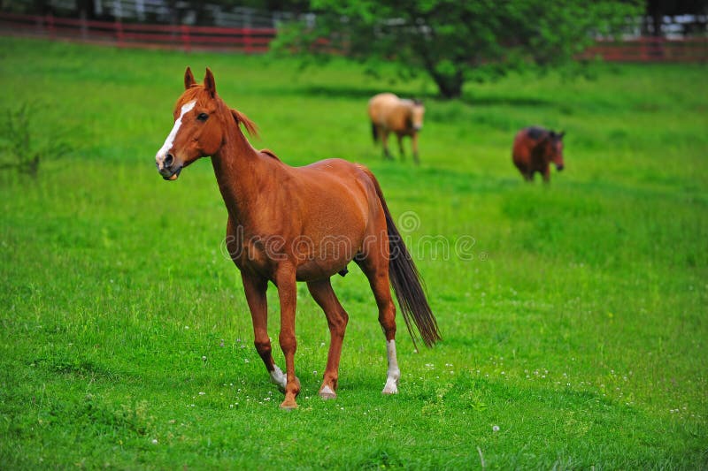Potro marrom do cavalo imagem de stock. Imagem de fazenda - 19800359