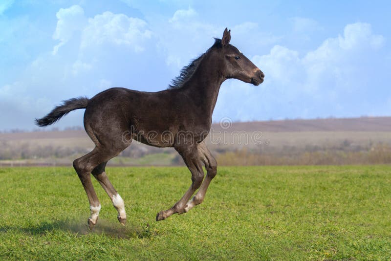 Potro Negro Con La Yegua Blanca, Connemara Foto de archivo - Imagen de ...