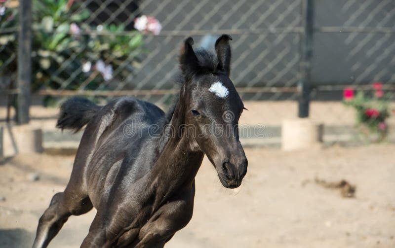 Potro Negro Corriente De Marwari Foto de archivo - Imagen de hermoso ...