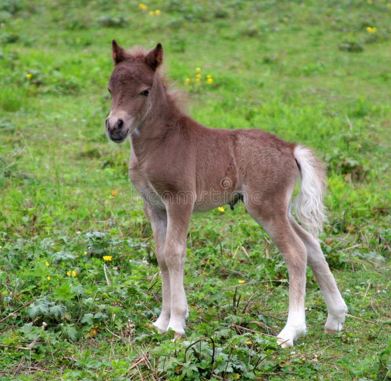 Potro novo imagem de stock. Imagem de cavalo, juvenil, pônei - 214453