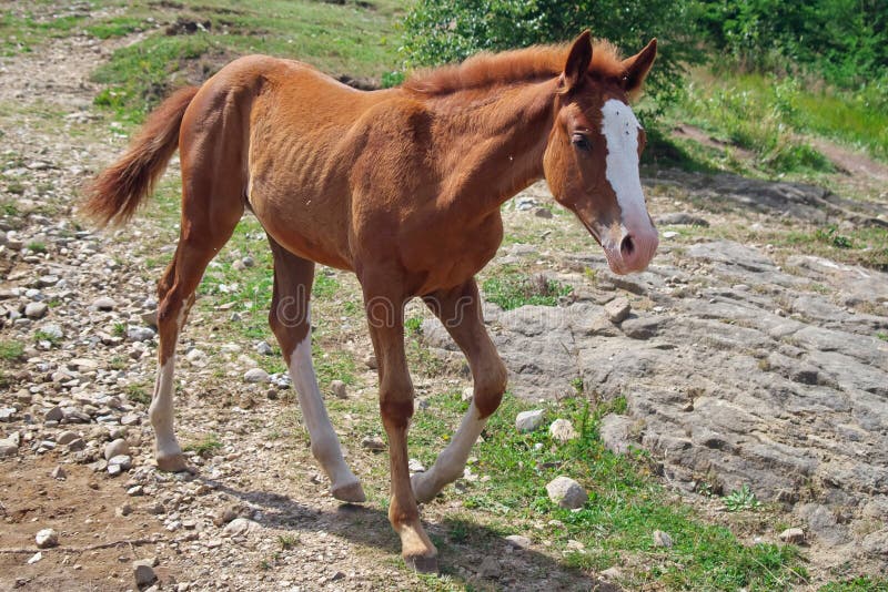 El Pequeño Potro Del Caballo Y Su Madre Alimentan En La Hierba Verde ...