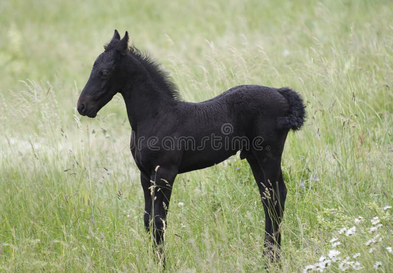Potro Preto - Potro Masculino Foto de Stock - Imagem de animais, cavalo ...