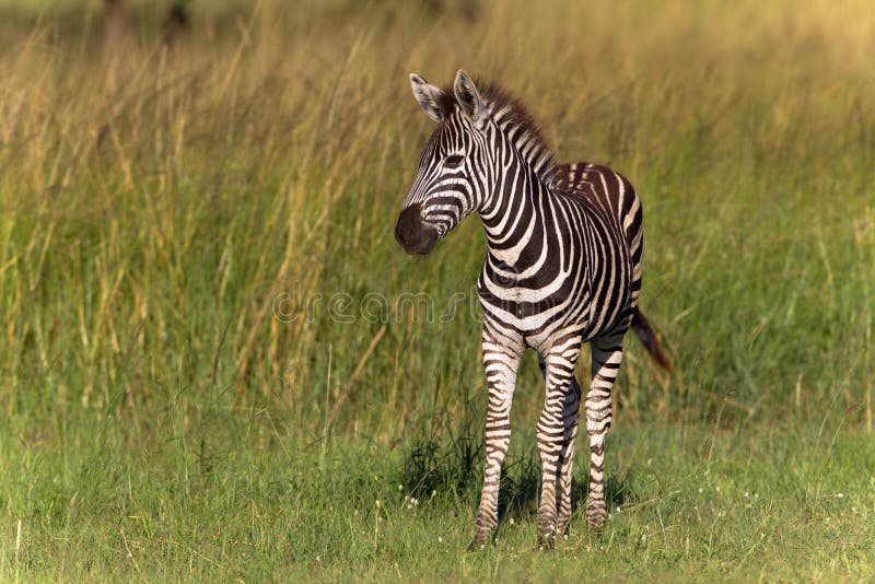 Potro Phinda da zebra imagem de stock. Imagem de foto - 25359217