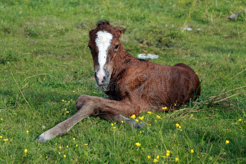 Caballo Y Potro Recién Nacido Imagen de archivo - Imagen de rural ...