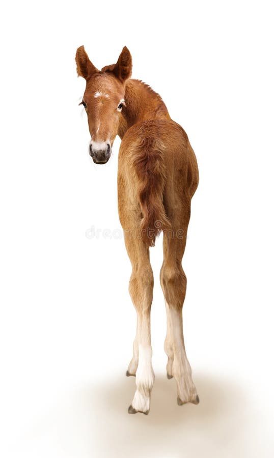 Potro recién nacido imagen de archivo. Imagen de animal - 33434229