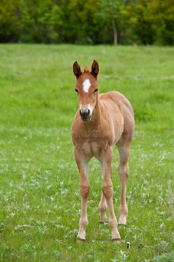 Potro Roan Vermelho Do Cavalo De Um Quarto Imagem de Stock - Imagem de ...
