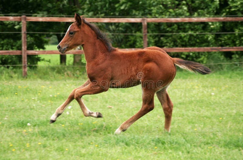 Potro selvagem foto de stock. Imagem de capa, liberdade - 913072