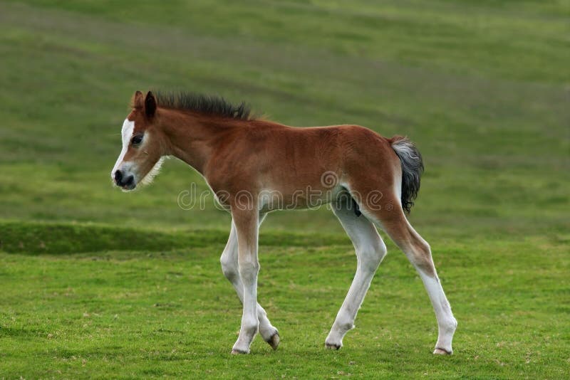 Potro salvaje imagen de archivo. Imagen de paseo, equino - 913397