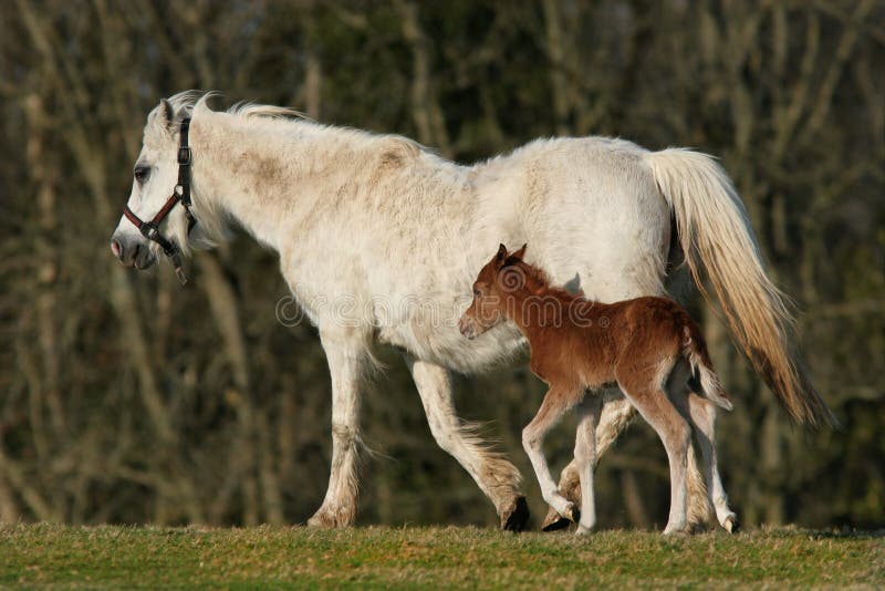 Caballo Y Potro Recién Nacido Imagen de archivo - Imagen de campo ...