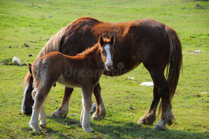 Un Caballo Con Un Potro Del Bebé Foto de archivo - Imagen de bebés ...