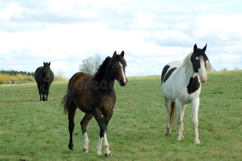 Potros. imagem de stock. Imagem de horizonte, matriz - 12645499