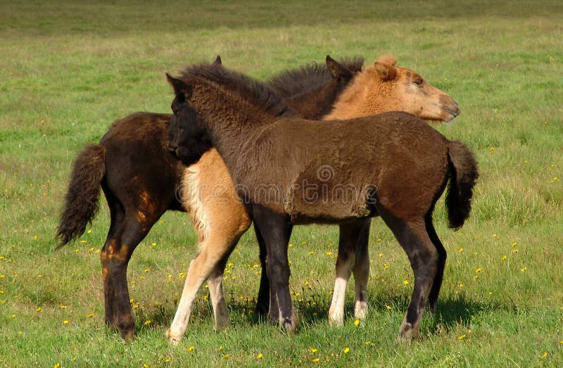 Potros imagen de archivo. Imagen de estable, pista, vista - 6262577