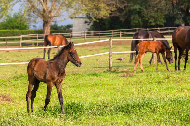 Caballos Y Potros En Las Montañas, Parque Nacional De Los Balcanes ...