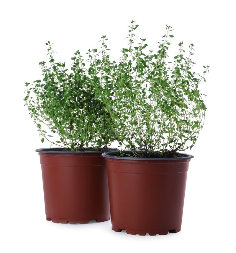 Pots with Aromatic Green Thyme Isolated on White Stock Photo - Image of ...