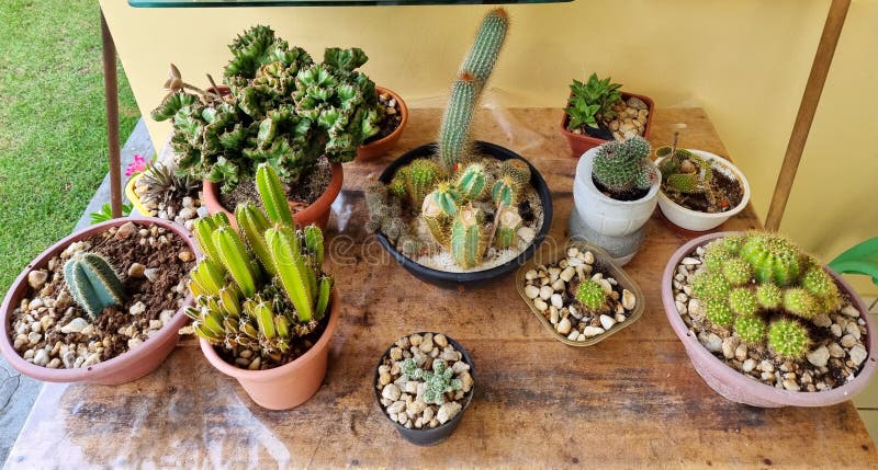 Pots with Beautiful Cacti Seen from Above Stock Photo - Image of spines ...