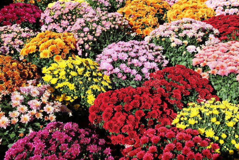 Pots of Chrysanthemums stock image. Image of botany, outdoors - 16944425