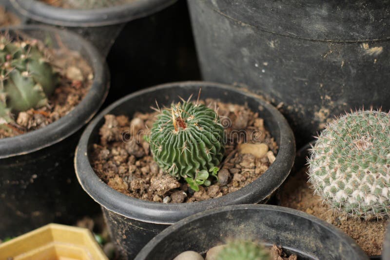 Home grown cactus in a pot stock photo. Image of home - 370085392