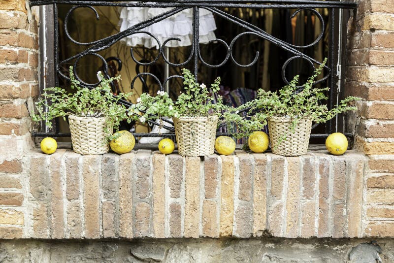 Pots decorated with lemons stock photo. Image of flower - 63392170