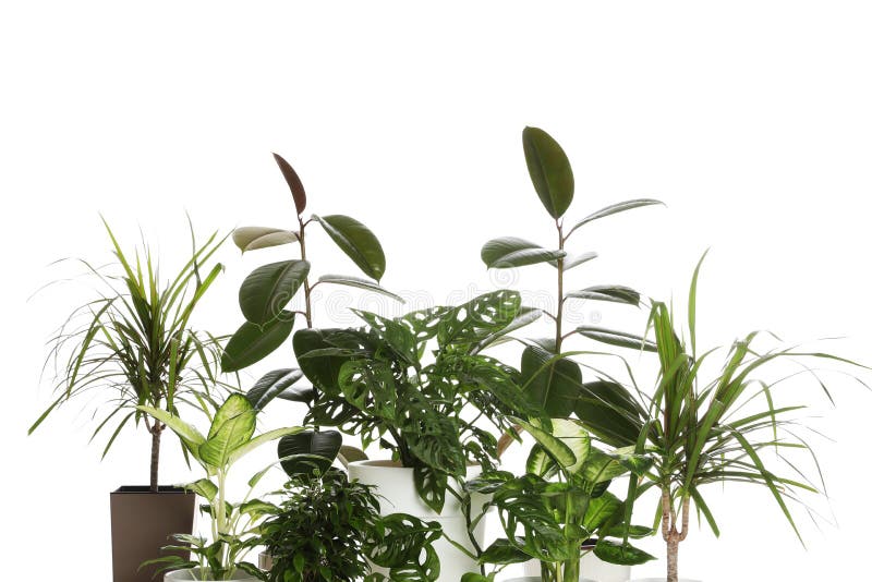 Pots with Different Exotic Plants Isolated. Home Decor Stock Image ...