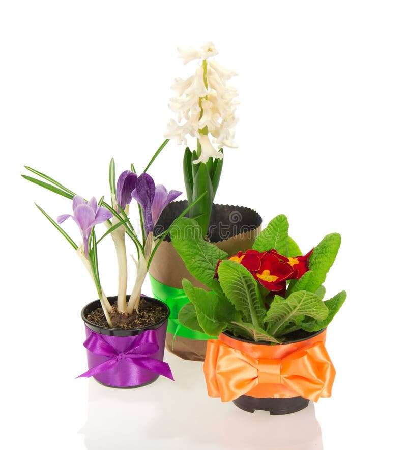 Pots with the Different Flowers, Decorated by Tape Stock Photo - Image ...