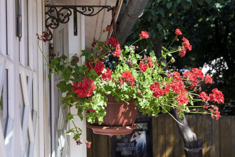 Pots with Flowers Red Geranium Stock Image - Image of closeup, garden ...
