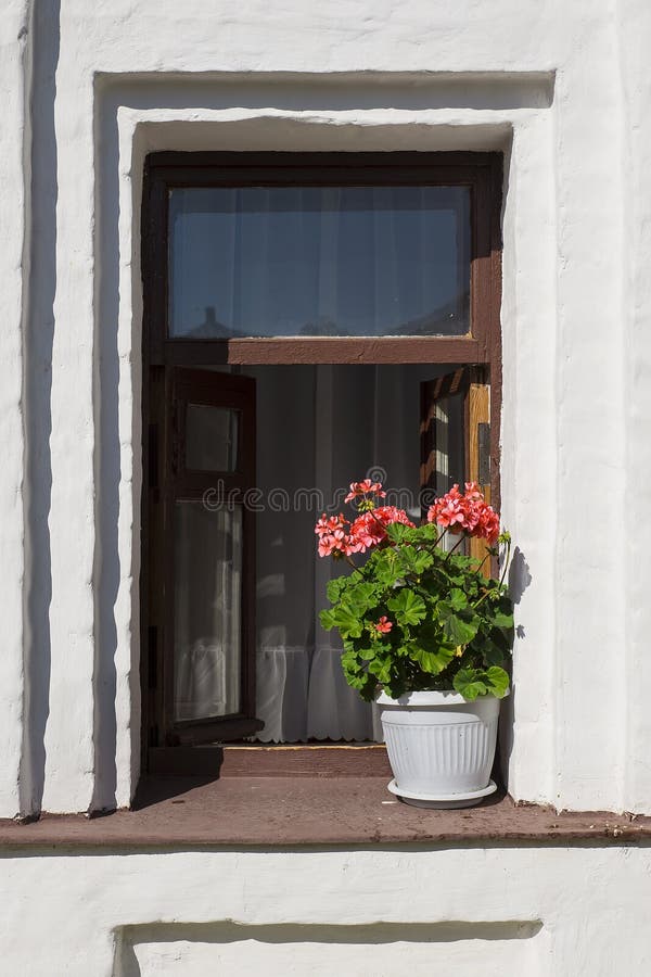 Geraniums on window stock photo. Image of nature, botanical - 957166