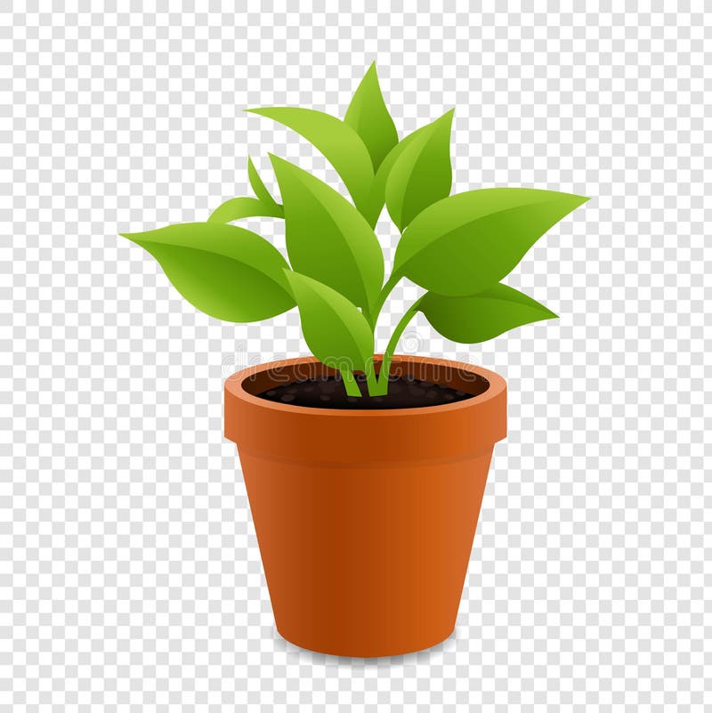 Pots and Green Sprout with Isolated Transparent Background Stock ...