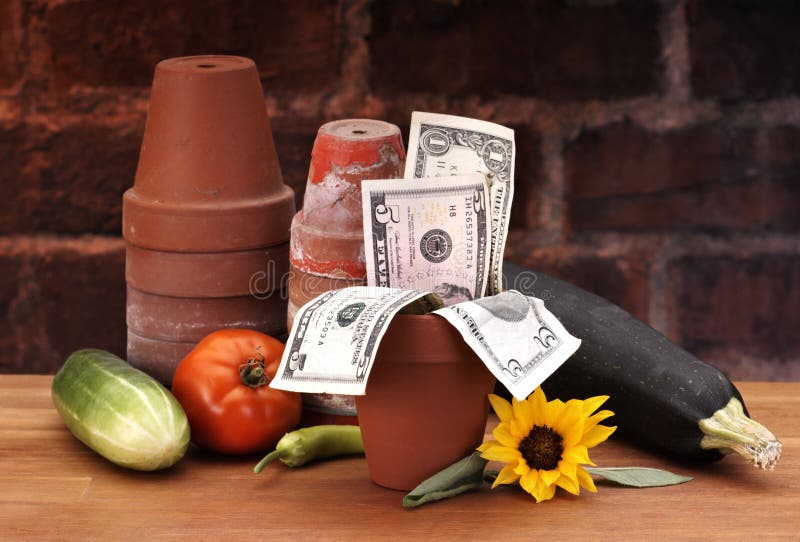 Pots with growing money stock image. Image of cucumber - 15749437