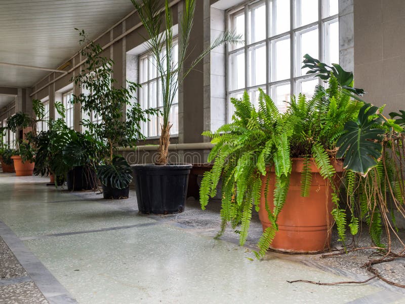 Pots with High Flowers in a Corridor. Houseplants of Different Types ...
